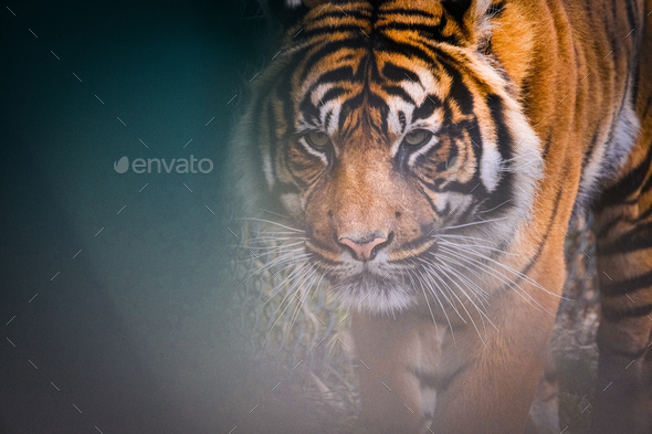 Selective focus shot of a tiger with a serious expression on its face ...