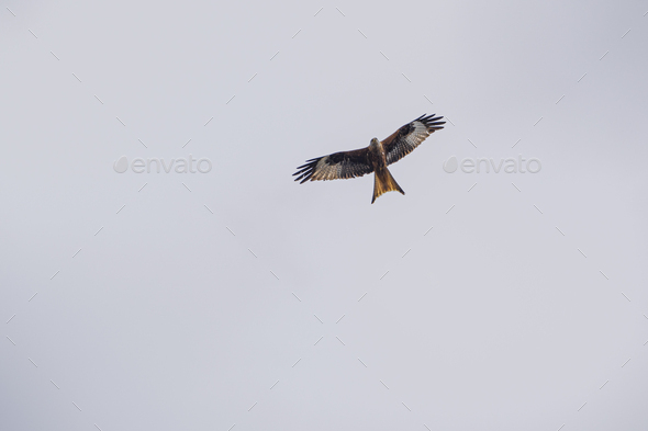 Photo of an eagle soaring high in the sky Stock Photo by wirestock