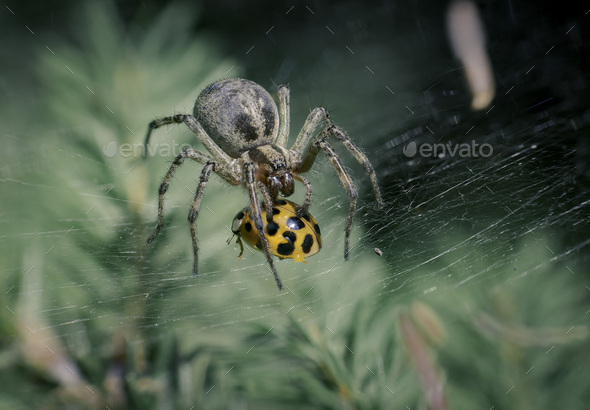 Spider eating a ladybug after it got caught in the web Stock Photo by ...
