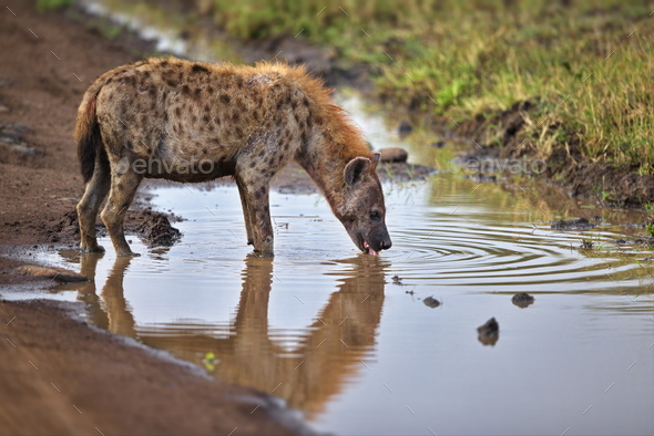 Spotted hyena drinking water from a pond in Masai Mara, Kenya Stock ...