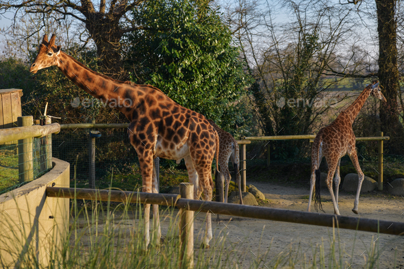Giraffes eat leaves of trees in spring Stock Photo by o1559kip | PhotoDune