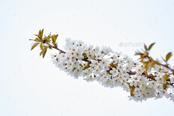 White Cherry Blossom Branch Stock Photo by couragesings | PhotoDune