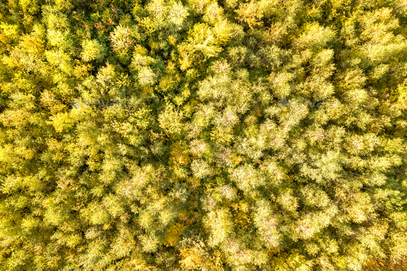 Top down aerial view of green and yellow canopies in autumn forest with ...