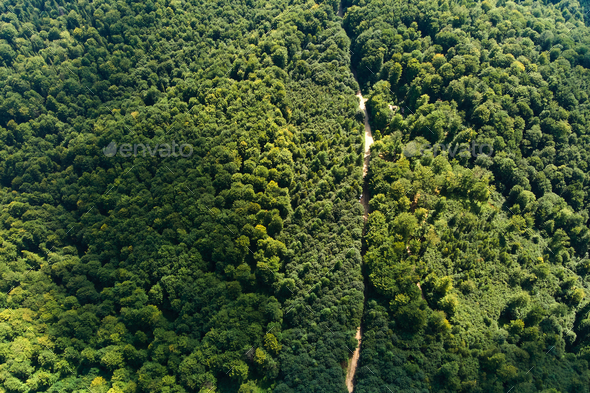 Top down flat aerial view of dark lush forest with green trees canopies ...