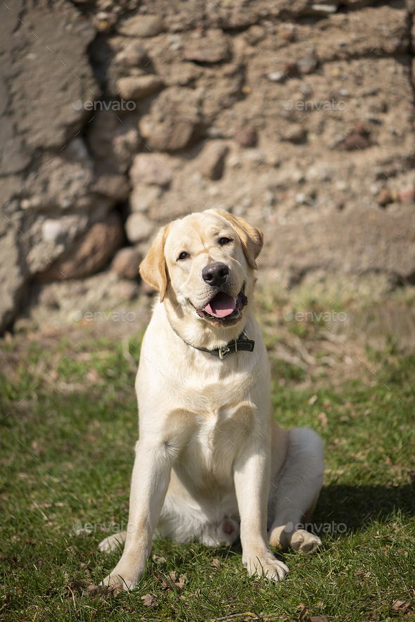 smile and happy purebred labrador retriever dog puppy on old stone wall ...