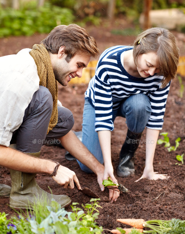 Shot of a young couple planting seedlings in their vegetable garden ...