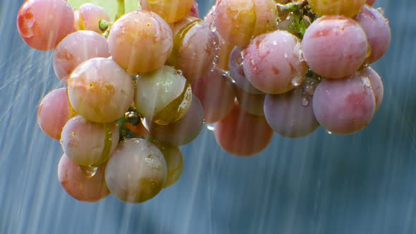 A Bunch of Grapes in The Rain, Stock Footage | VideoHive