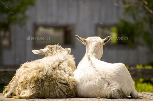 Back view of Goats at Canatara park, Sarnia Ontario Stock Photo by ...