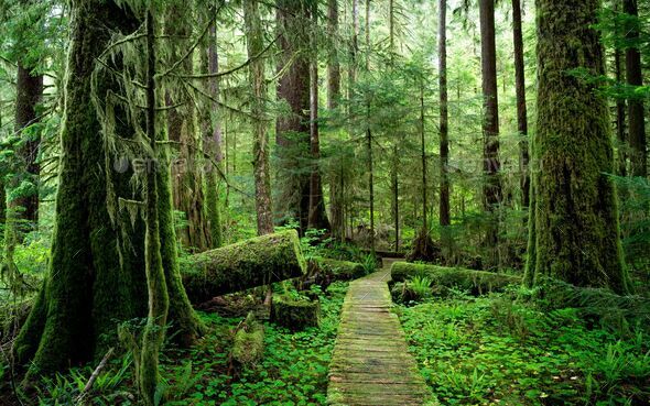 Evergreen Sitka spruce (Picea sitchensis) tree in a forest in Vancouver ...
