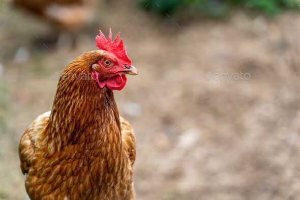 Free range chicken head close-up, hen isolated on a natural background ...