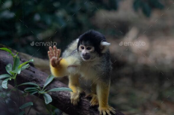 Squirrel monkey waving to greet Stock Photo by wirestock | PhotoDune