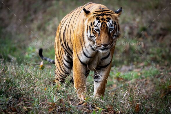 Old tiger waiting patiently Stock Photo by wirestock | PhotoDune