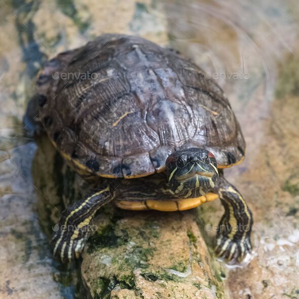 Red eared slider turtles in the pond Stock Photo by wirestock | PhotoDune