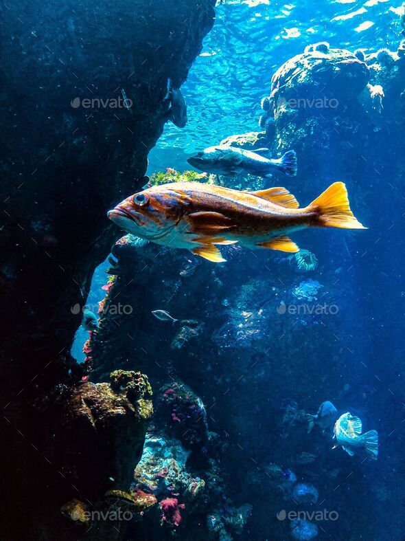 Vertical closeup of a fish in the aquarium Stock Photo by wirestock