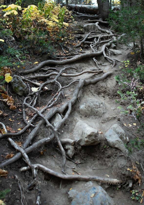 Exposed tree roots on a forest path. Stock Photo by wirestock | PhotoDune