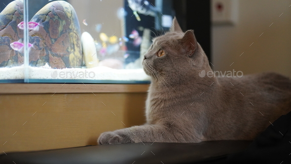 Cat staring at ornamental fish in a tank Stock Photo by wirestock ...