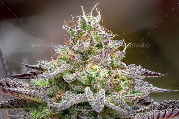 View of a purple cannabis plant against a green background Stock Photo ...