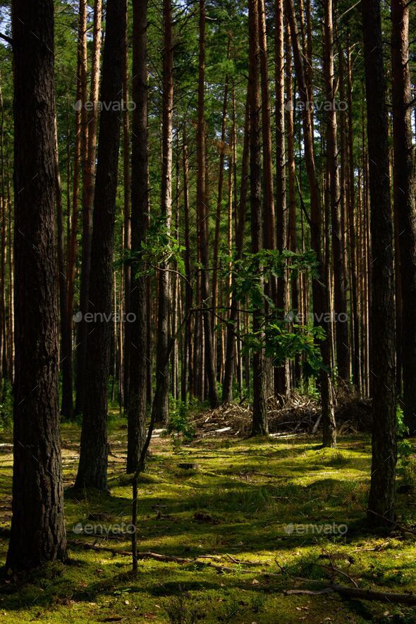 Shot of Forest with average green color of the leaves and trees of a ...