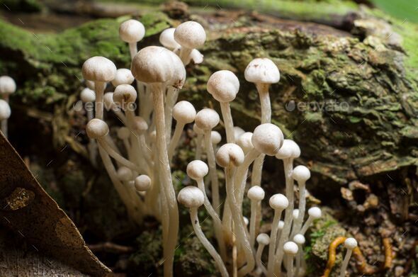 Closeup of Flammulina filiformis mushrooms in the forest Stock Photo by ...