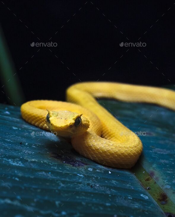Closeup of golden lancehead venomous snake, Bothrops insularis Stock ...