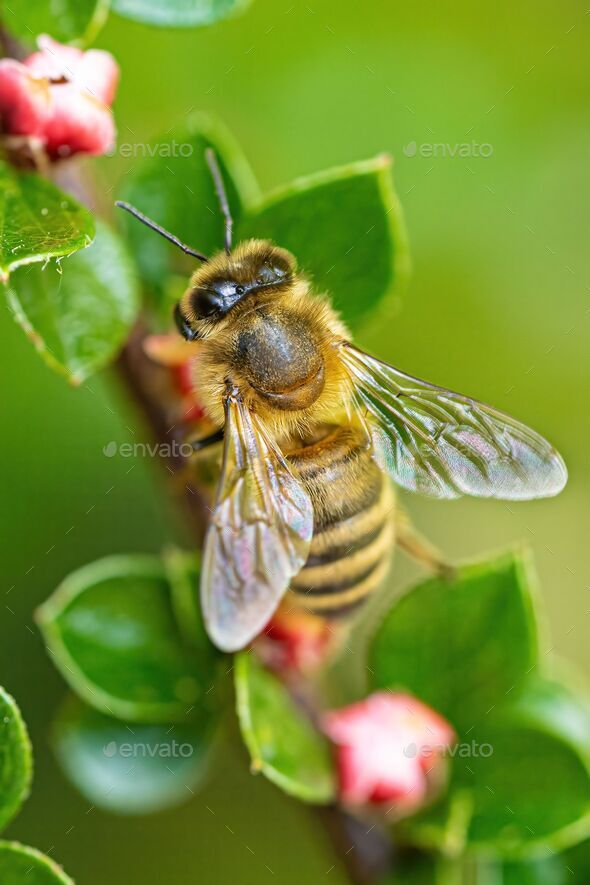 Vertical macro of an Apis cerana on the floral plant's leafy branch ...