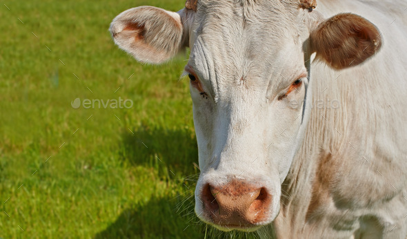 Charolais cow. A Charolais cow grazing in a pasture. Stock Photo by ...