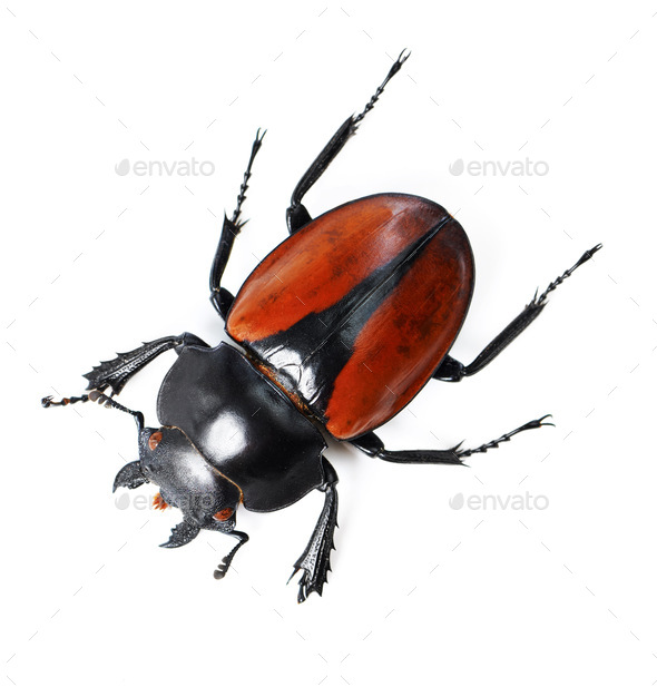 Bold and beautiful bugs. Studio shot of a red and black beetle isolated ...