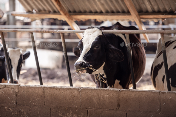 Black and white cows in cowshed, Dairy farm small busuness in countryside Stock Photo by ...