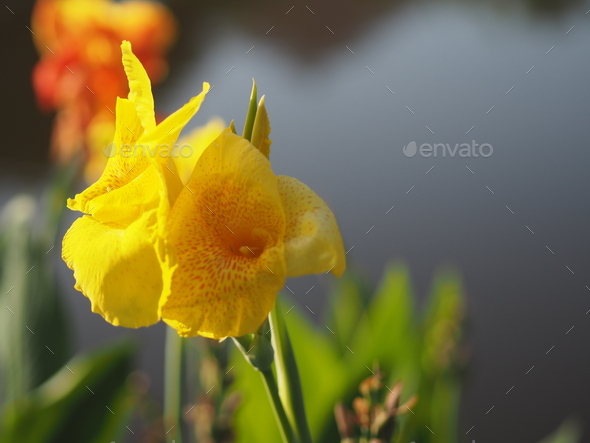 Yellow color flower Indian shot, India short plant, India shoot ...