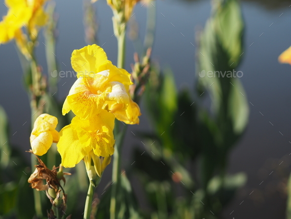 Yellow color flower Indian shot, India short plant, India shoot ...