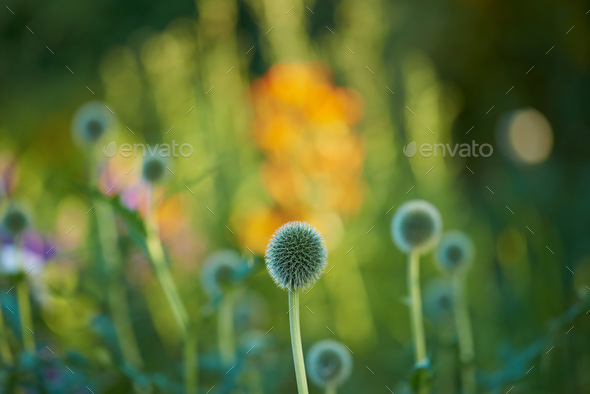Blue Globe Thistle Flowers, known as Echinops and stalwart perennial ...