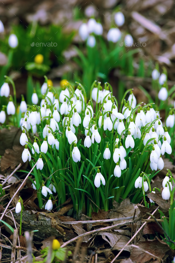 Common snowdrop - Galanthus nivalis Stock Photo by YuriArcursPeopleimages
