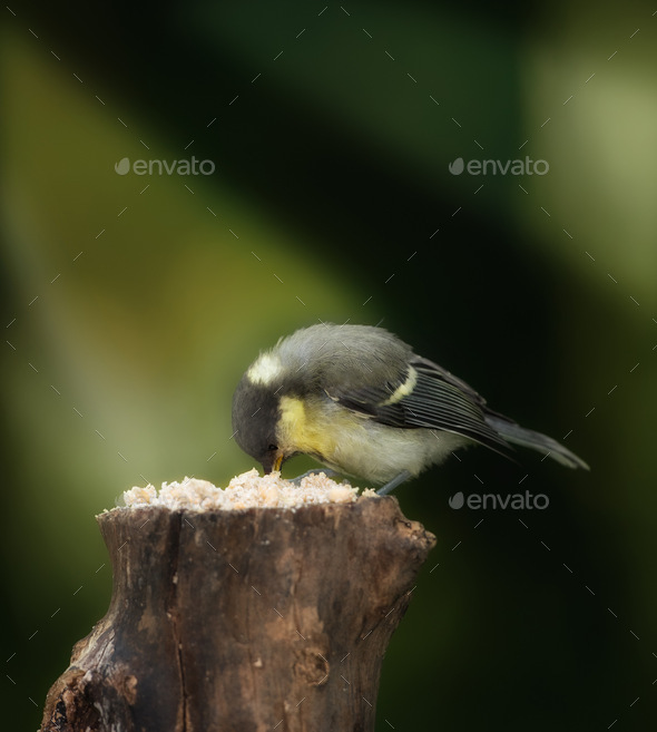 Free to fly. Shot of a single bird outdoors. Stock Photo by ...