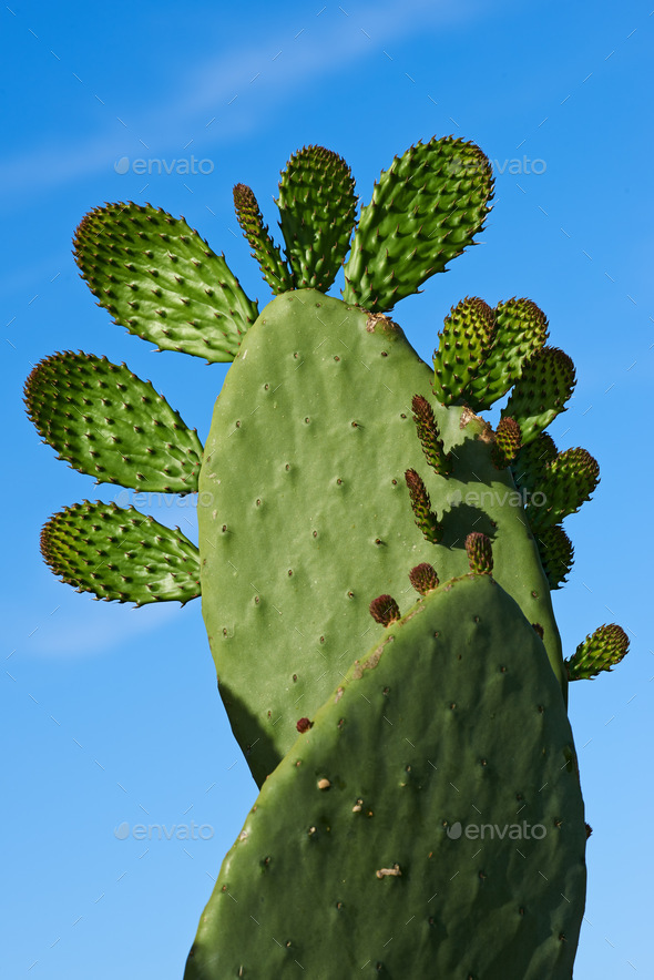 Stenocereus griseus. A closeup image of thorny cacti. Stock Photo by ...
