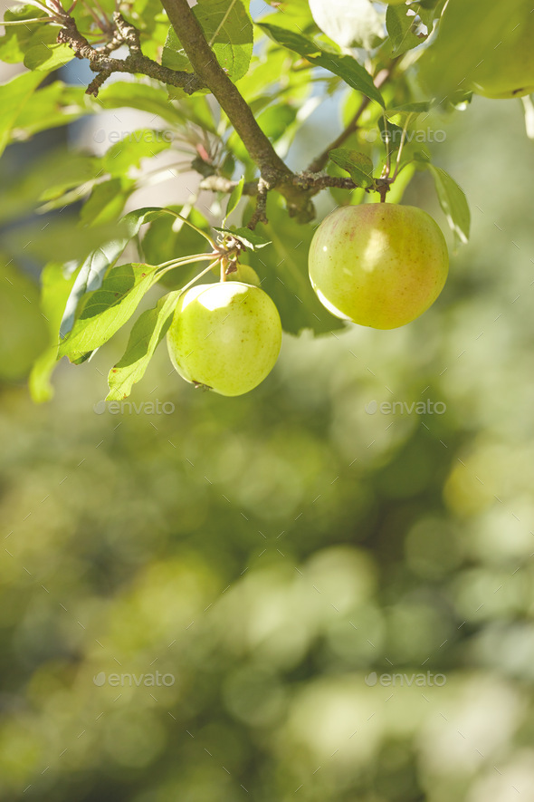 Apples. A photo of taste and beautiful apples. Stock Photo by ...