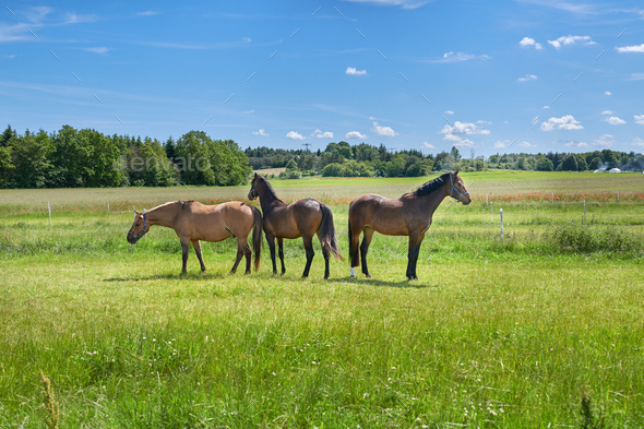 Horse. A photo of a horse in natural setting. Stock Photo by ...