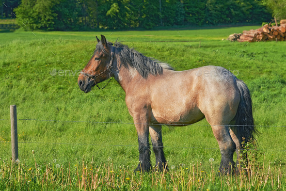 Horse. A photo of a horse in natural setting. Stock Photo by ...