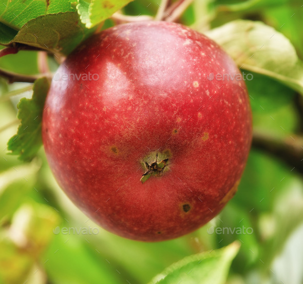 Apples. A photo of taste and beautiful red apples. Stock Photo by ...