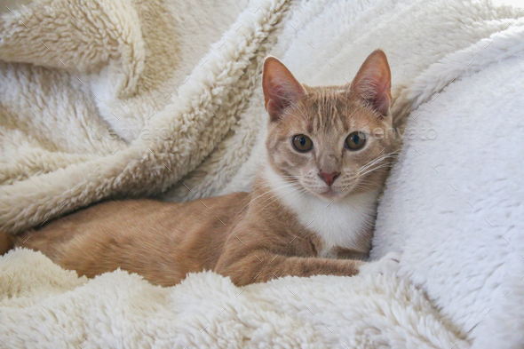 An tan cat sitting on a comfy white blanket Stock Photo by foremankelly