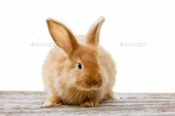 cute fluffy ginger bunny on white background Stock Photo by ...