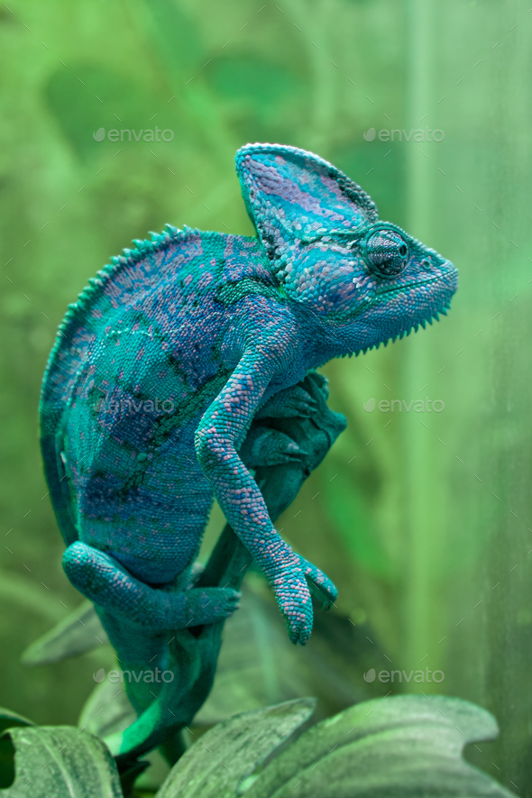 Chameleon is a family of lizards that can change body color. Bright ...