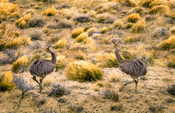 Two flightless Rhea in Torres Del Paine National Park, Chile, South ...