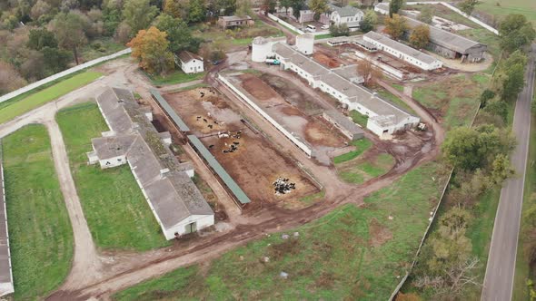 Large cowshed barn with lots of cows. Old cow farm with brick buildings ...