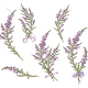 Heather branches, Vectors | GraphicRiver