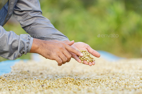 Coffee beans drying in the sun. Coffee plantations at coffee farm Stock ...