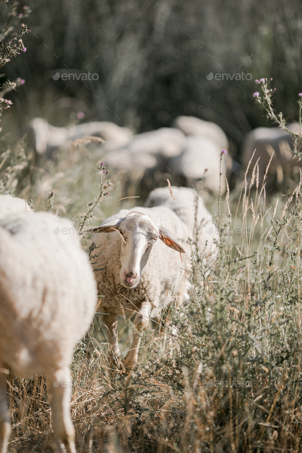 Sheeps in paddock on wheat field background.Farm animals. Animal ...