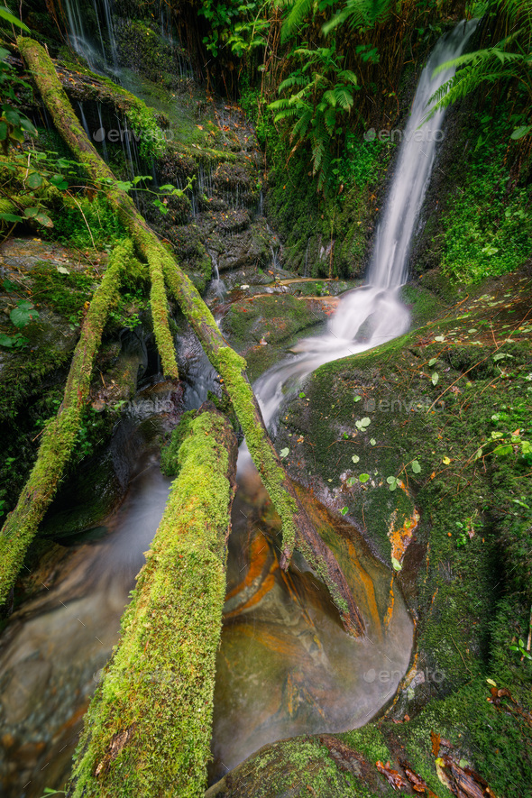 Balanced natural composition of fallen logs and potholes under a ...