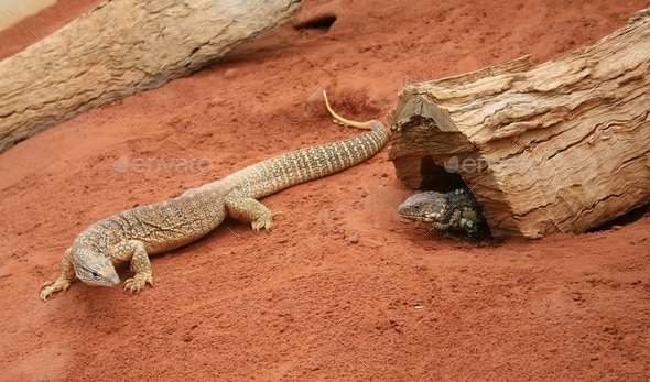 Monitor lizard and iguana on a dead tree and sandy ground Stock Photo ...
