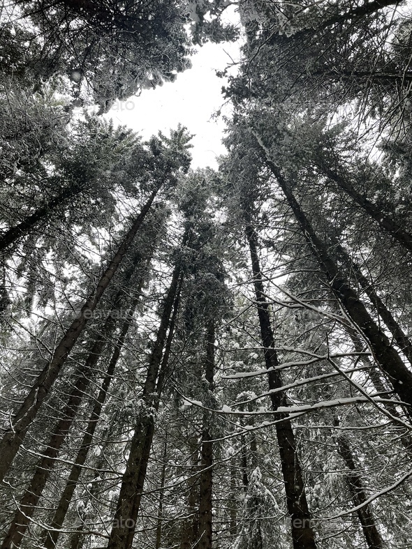 Low angle shot of high trees covered with snow in the forest Stock Photo by wirestock