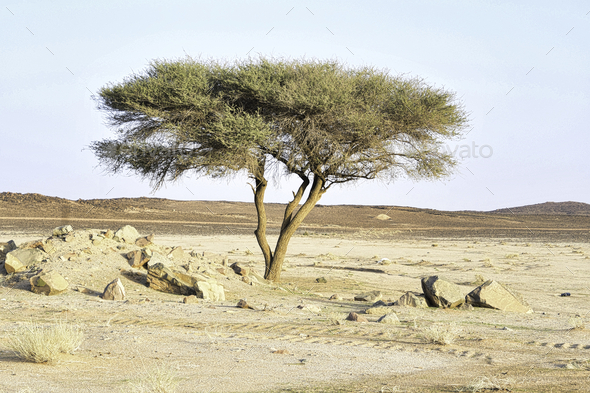 Acacias tree in the savanna in Saudi Arabia Stock Photo by wirestock